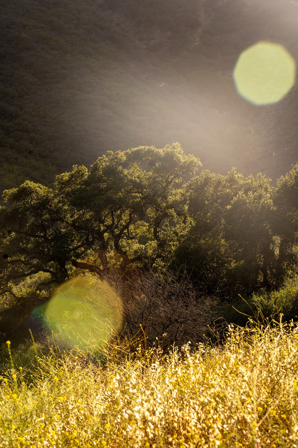 The beauty of Santa Barbara - el Don News
